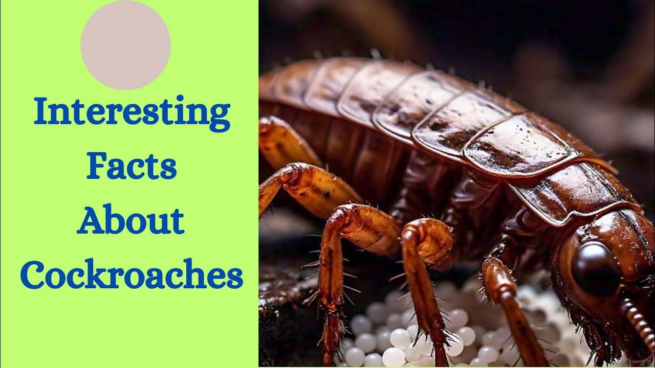 Shocking and interesting facts about Cockroach: Learn facts about ...
