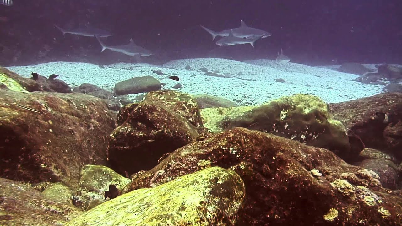 Mauritius, Diving, Shark Pit - YouTube