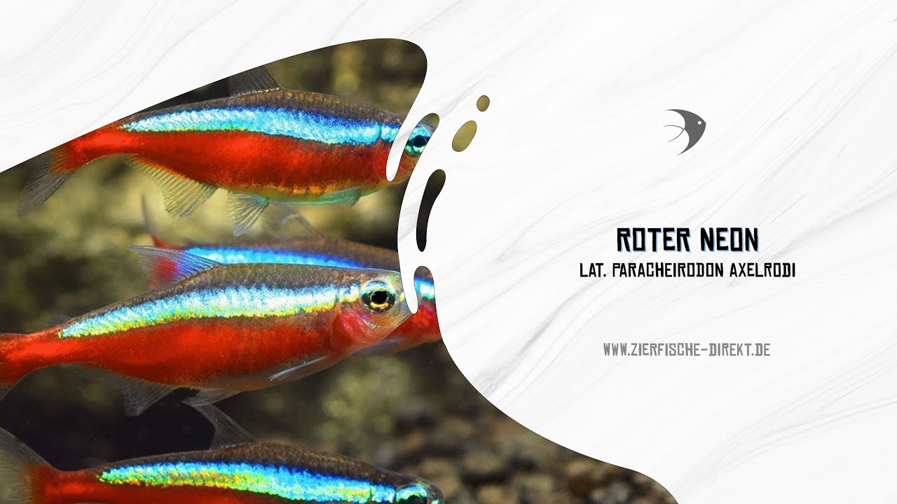 Roter Neon (Paracheirodon axelrodi) bei zierfische-direkt.de - YouTube