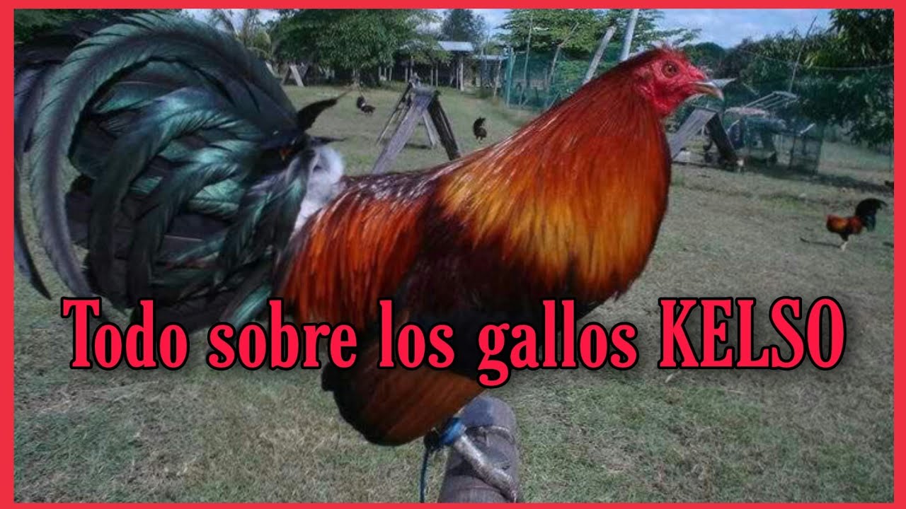 Todo lo que debes saber sobre los gallos Kelso - all about kelso ...