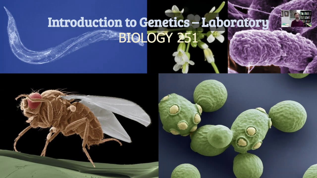BIO251 L01 introduction - YouTube