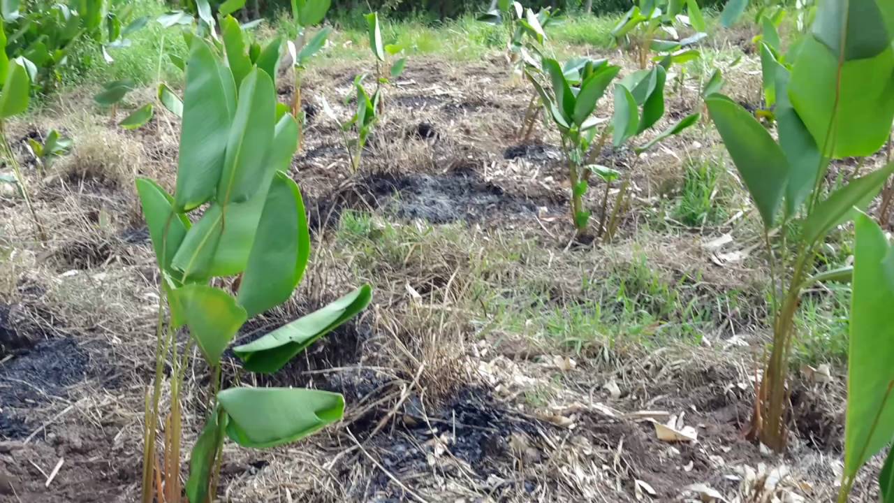 Cultivo de bijao - YouTube
