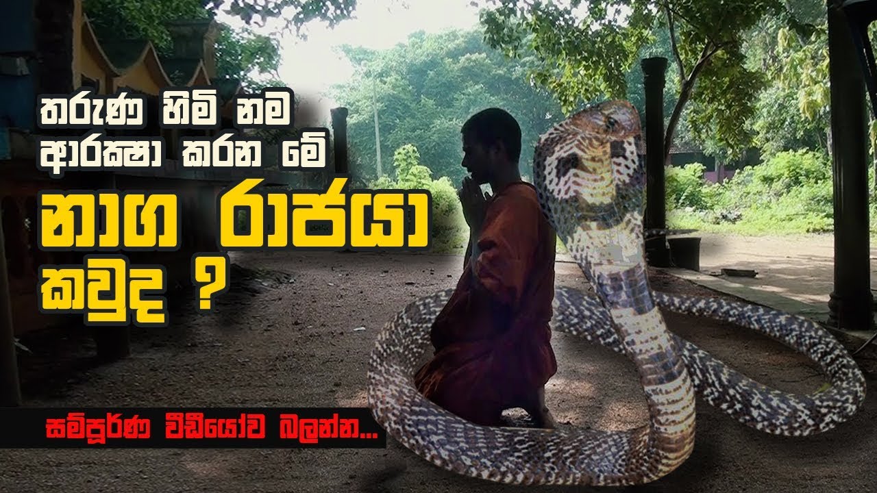 Venomous Snake Becomes FRIENDLY with Buddhist Monk | Rare Sri Lankan ...