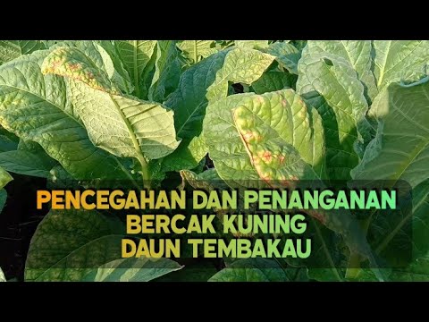 PENYEBAB BERCAK KUNING DAUN TEMBAKAU - YouTube