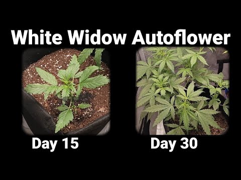 White Widow Autoflower Day 15 - 30 Part 2 - YouTube