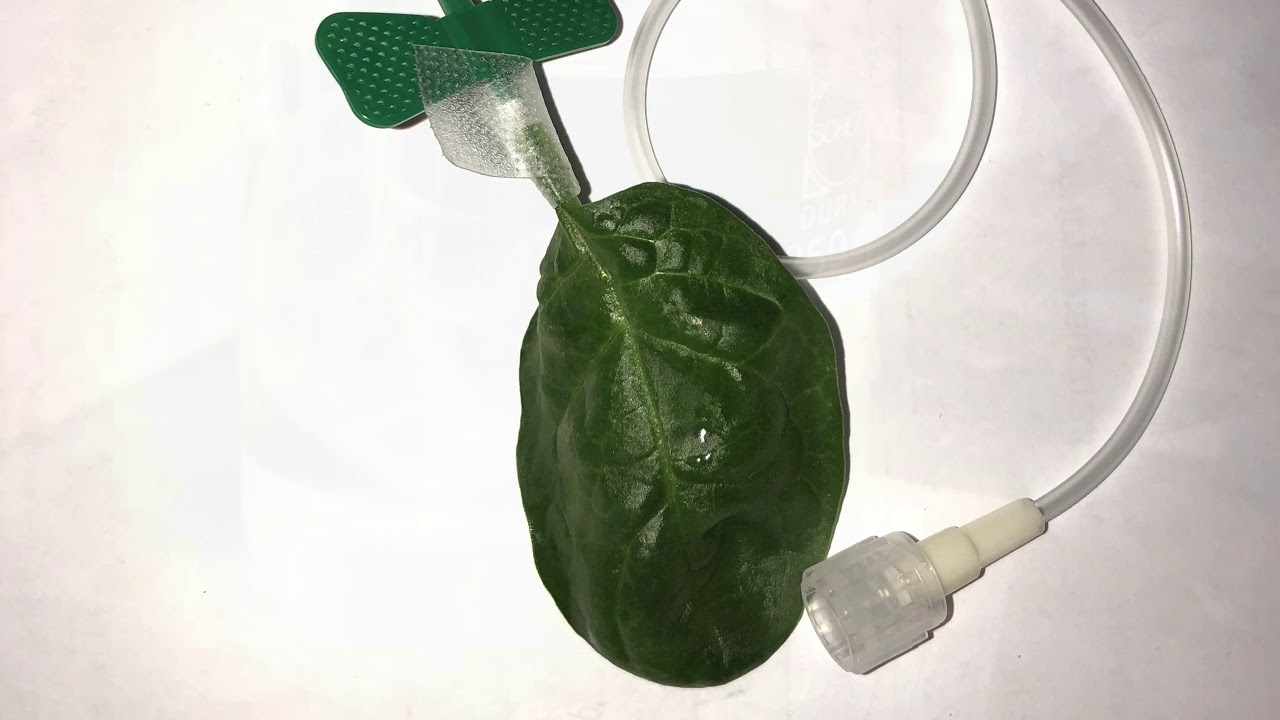 Decellularized plants as support-structure for organ formation - YouTube