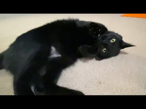 Funny Pumpkin Movie 254 - YouTube