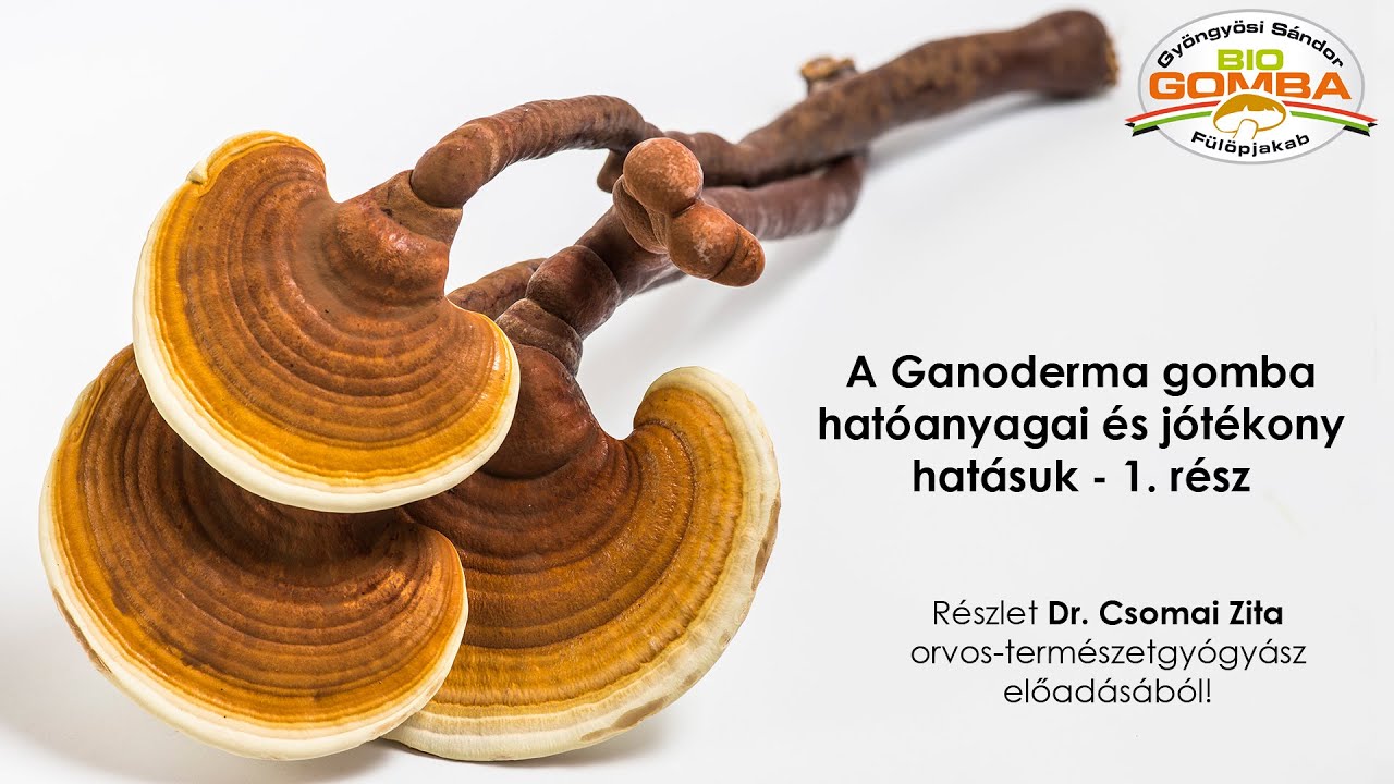 A Ganoderma gomba hatóanyagai és jótékony hatásuk egészségünre. - YouTube