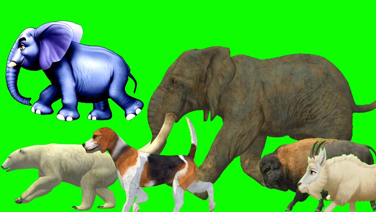 Biggest Stampede | Cartoon and animals stampede compilation 🐅🦌🫎🐭 - YouTube