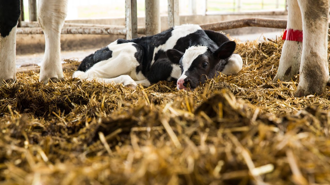 Serving Society & Animals: The School of Veterinary Medicine at the ...