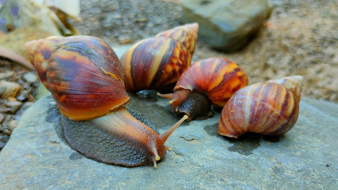 HUNTING SNAIL, SIPUT PELANGI, BEKICOT JUMBO, KAKI SERIBU, CRAB, LUWING ...