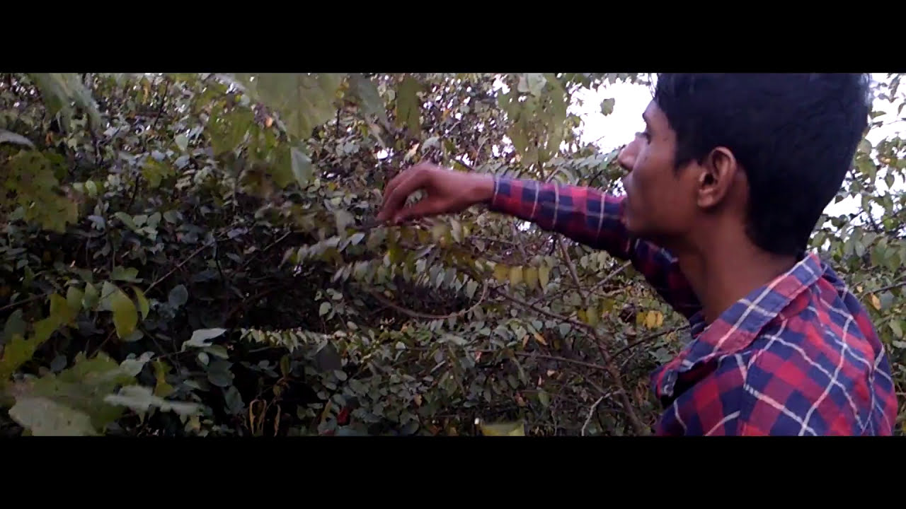 Indian berry fruit tree in jangle (katbora) - YouTube