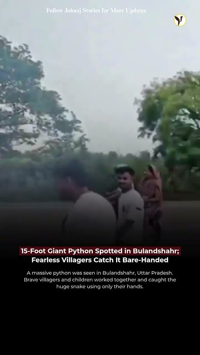 15 - Foot Giant Python Spotted in Bulandshahr, Fearless Villagers Catch ...