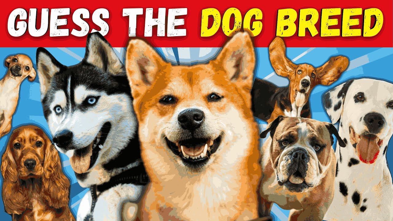 Guess What DOG It Is 🐶 Can You Identify All the Dog Breeds? - YouTube