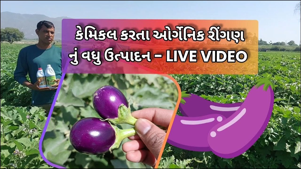Black Amrut - ઓછા ખર્ચે - ઓર્ગેનિક રીંગણ (Organic farming of Brinjal) # ...