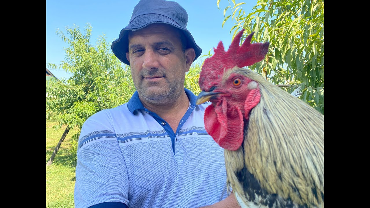 I cooked the rooster with tomatoes and peppers | rooster and vegetable ...