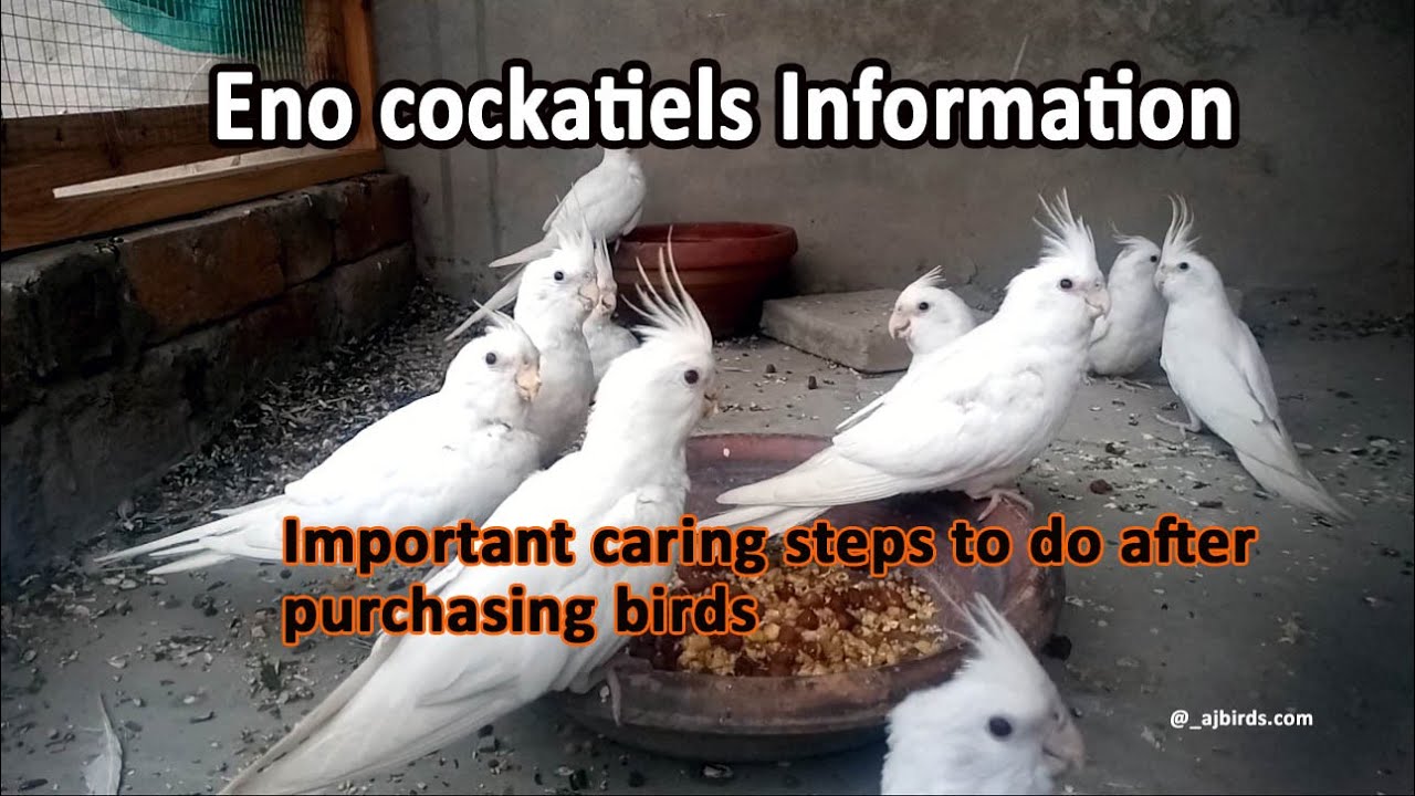 Cockatiel bird information || Eno red-eyes cocktail birds setup , Urdu ...