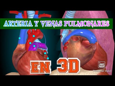 ANATOMIA 3D | ARTERIAS Y VENAS PULMONARES FÁCIL EXPLICACIÓN! - YouTube