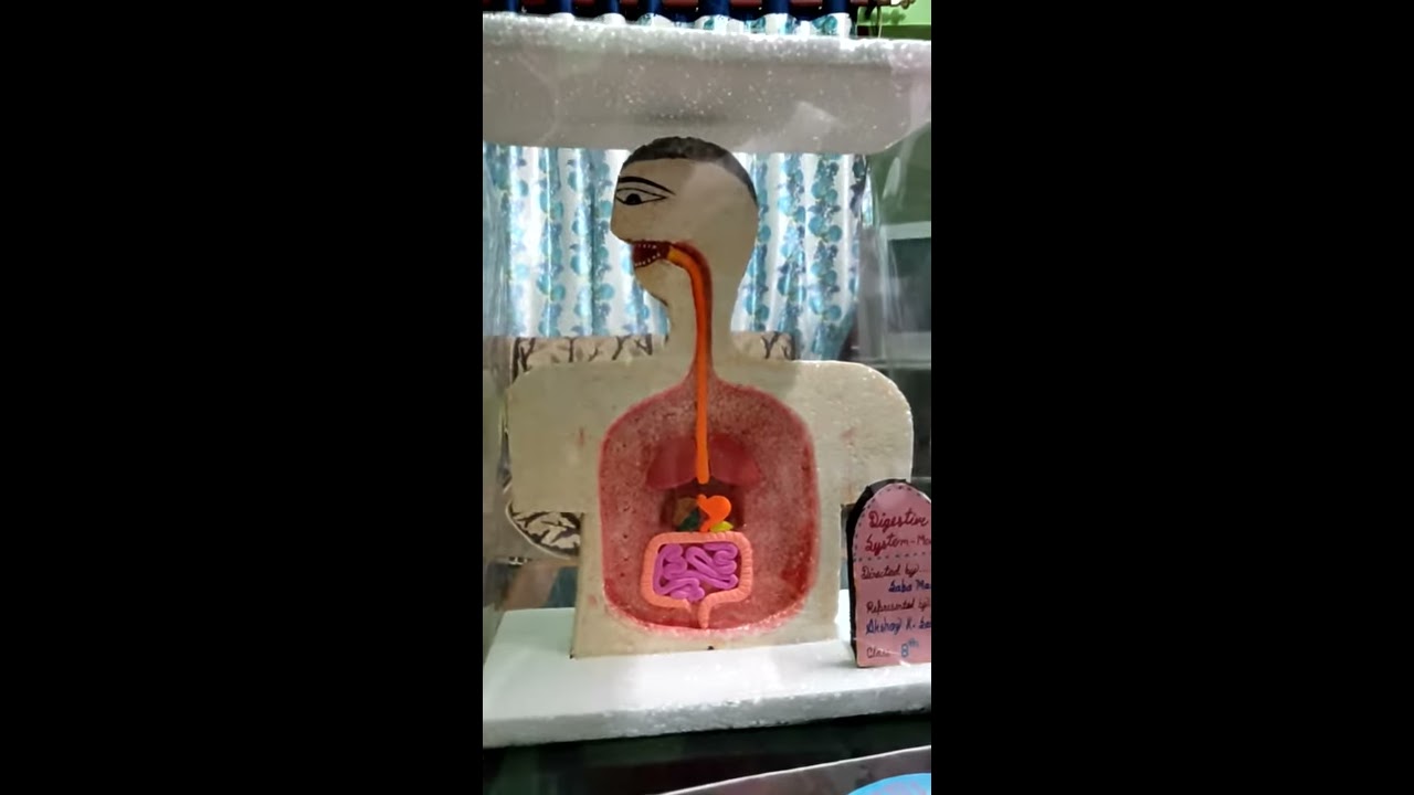 Awesome science model (using clay)on digestive system in human 👌👍 - YouTube