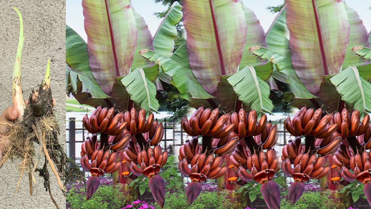 Unique Technique : How to grow Bananas red tree with Colgate & Coca ...