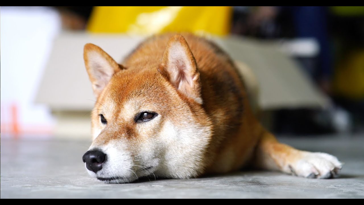 What is Xledger? Let our office dog show you! - YouTube