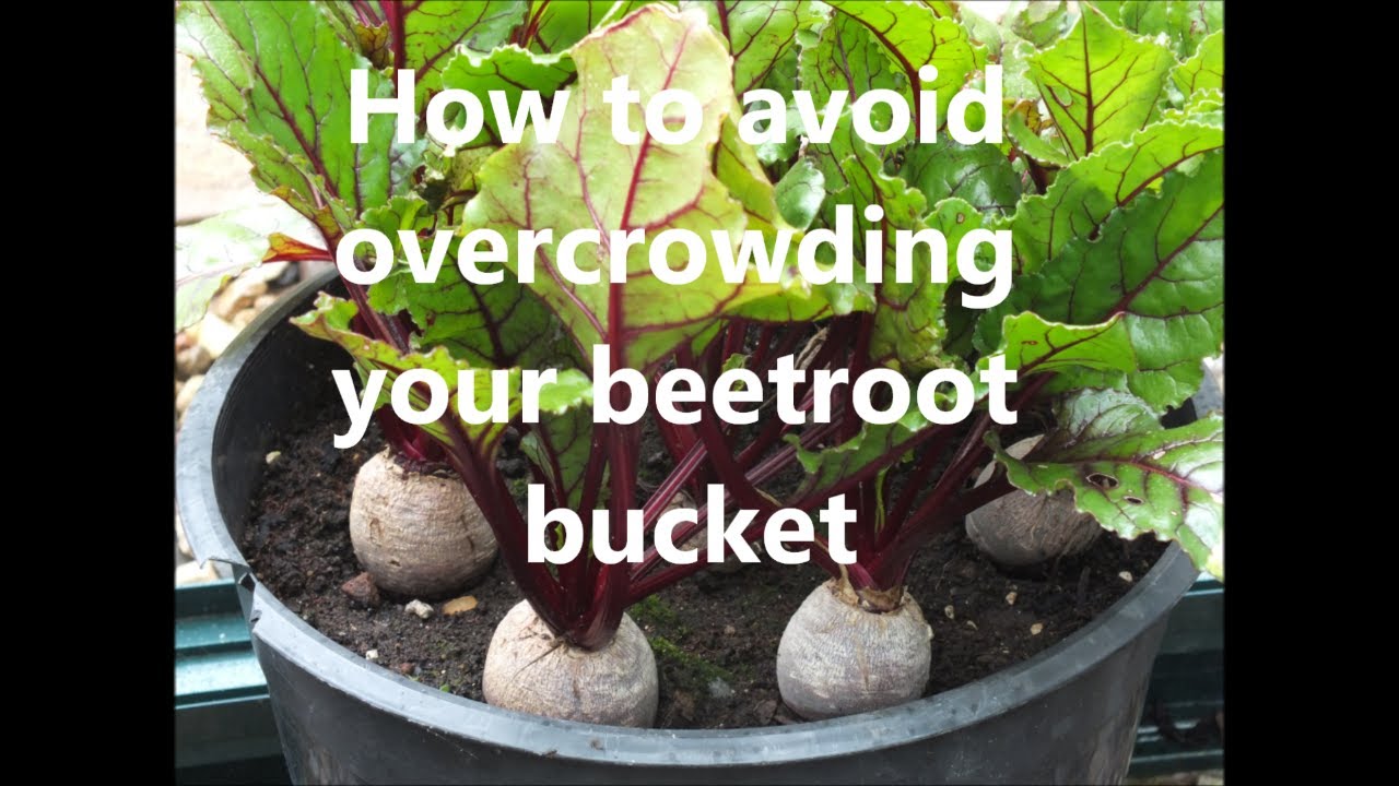 Grow Beetroot, sowing the seeds of doubt. Beetroot in a bucket Mystery solved. - YouTube