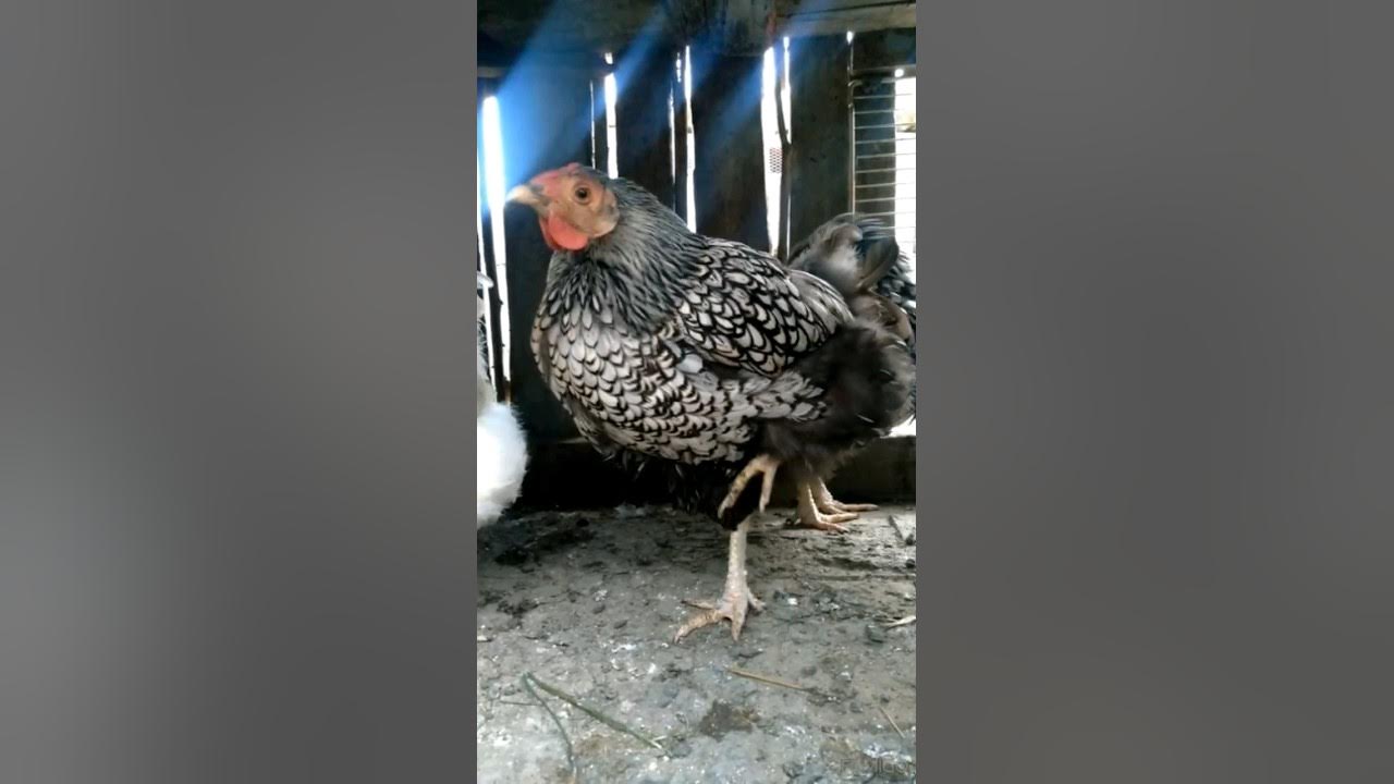😃funny hen #chickenpet #funnybird #funnyhen #funnychicken #chickenpet # ...