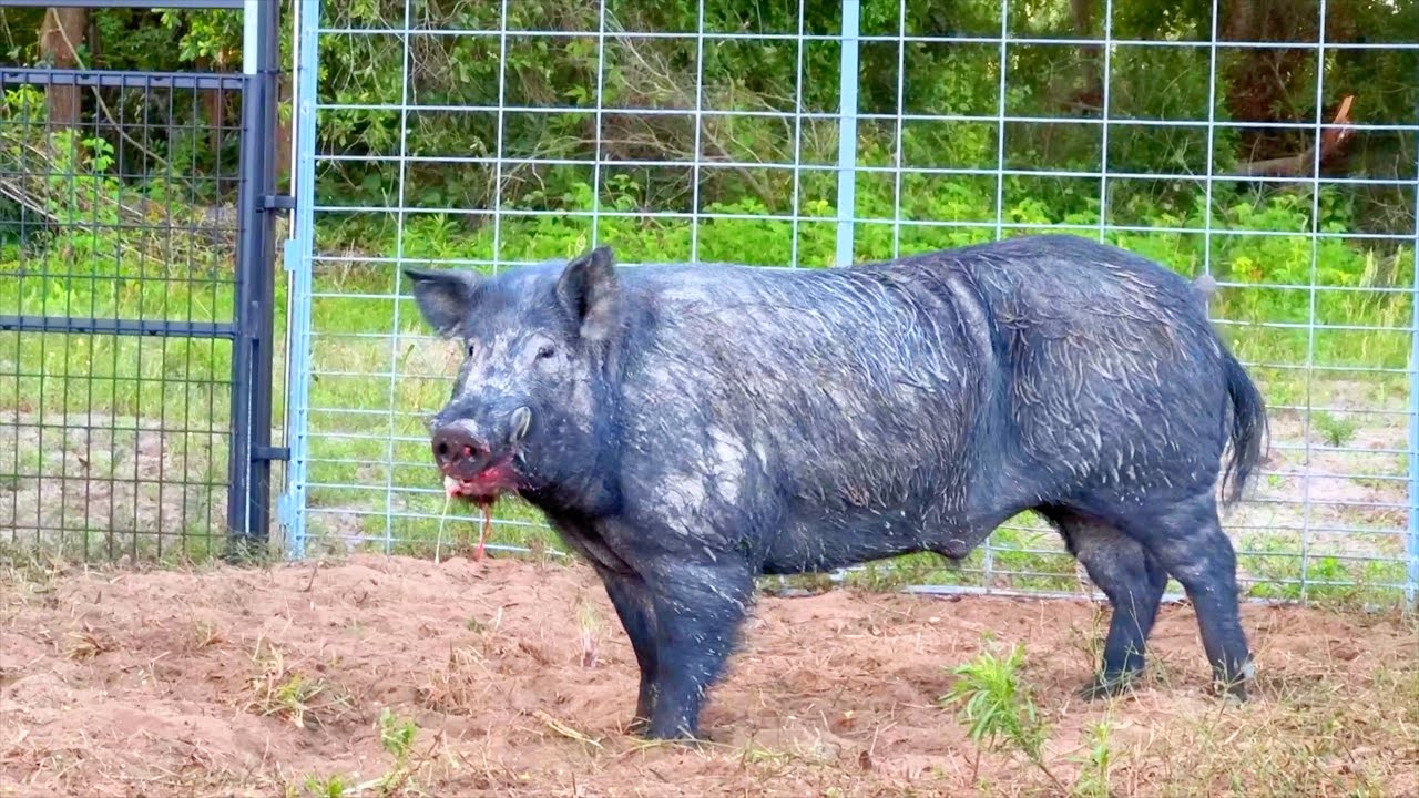 I caught this Big Bad Boar!!! - YouTube