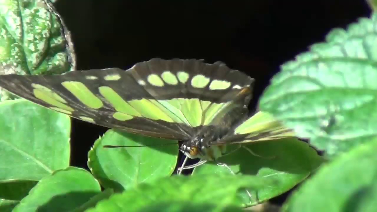 Butterfly Haven at Peggy Notebaert Nature Museum in Chicago,IL 21 - YouTube