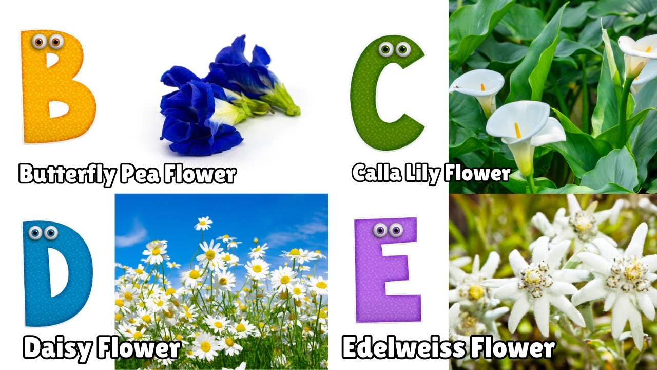 Flowers ABC Song for Kids - Phonics for Kids - Learn Alphabet Letters ...