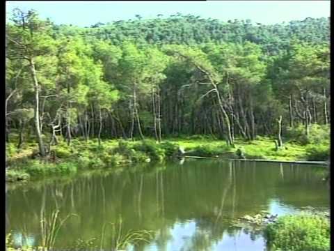 Forests and Development in Syria English Version الغابات والتنمية في ...