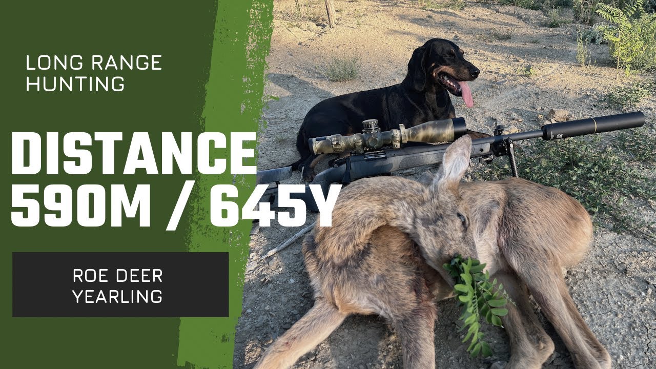 Long range management hunt - roe deer yearling at 590m (645y) - YouTube