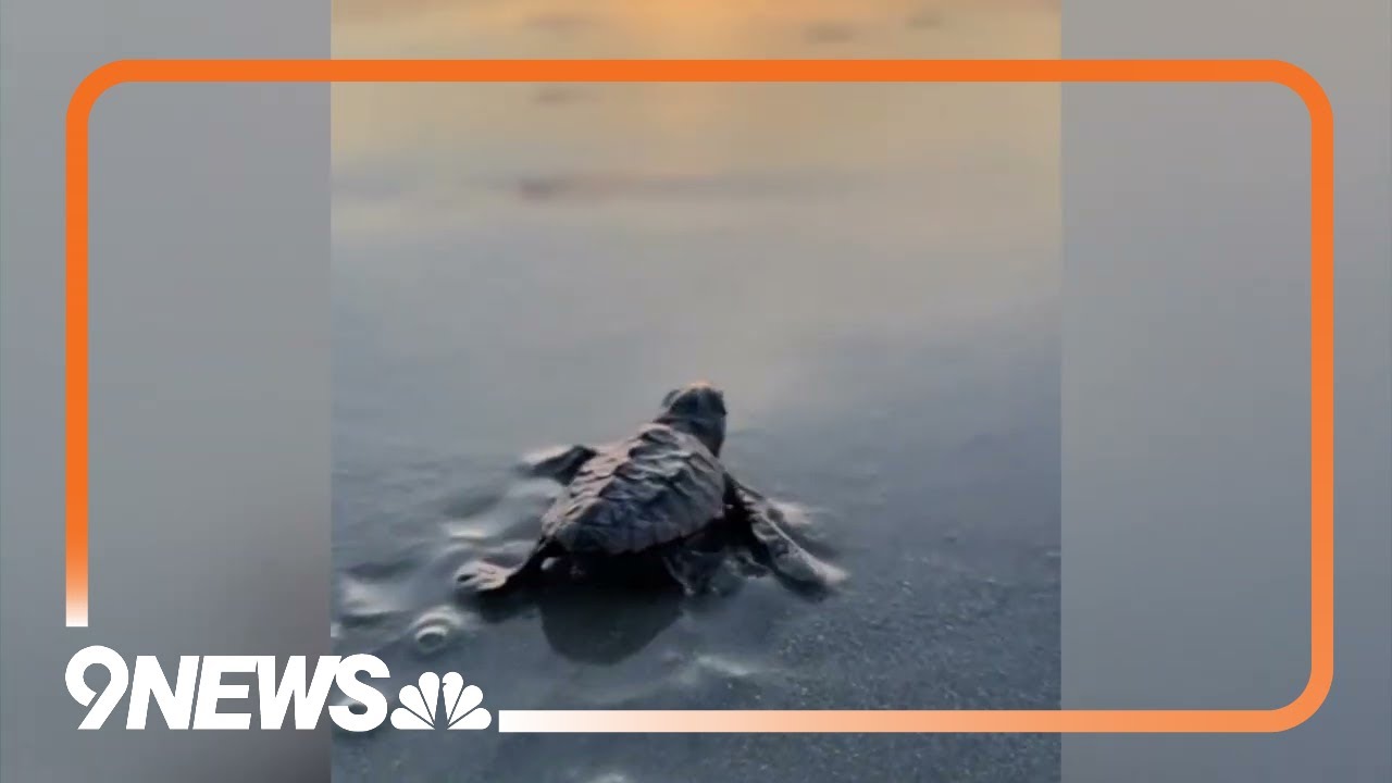 Big numbers of sea turtles are hatching along the South Carolina coast ...