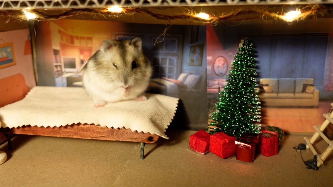 Hamster's Christmas journey through the maze to Santa Claus - YouTube