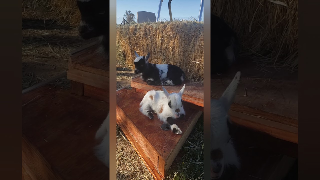 Goating around !! - YouTube