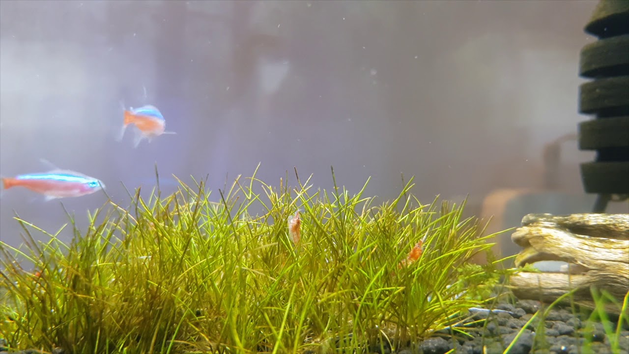 2 Week Old Baby Red Rili Shrimps - YouTube