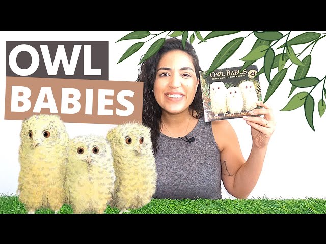 Owl Babies Youtube