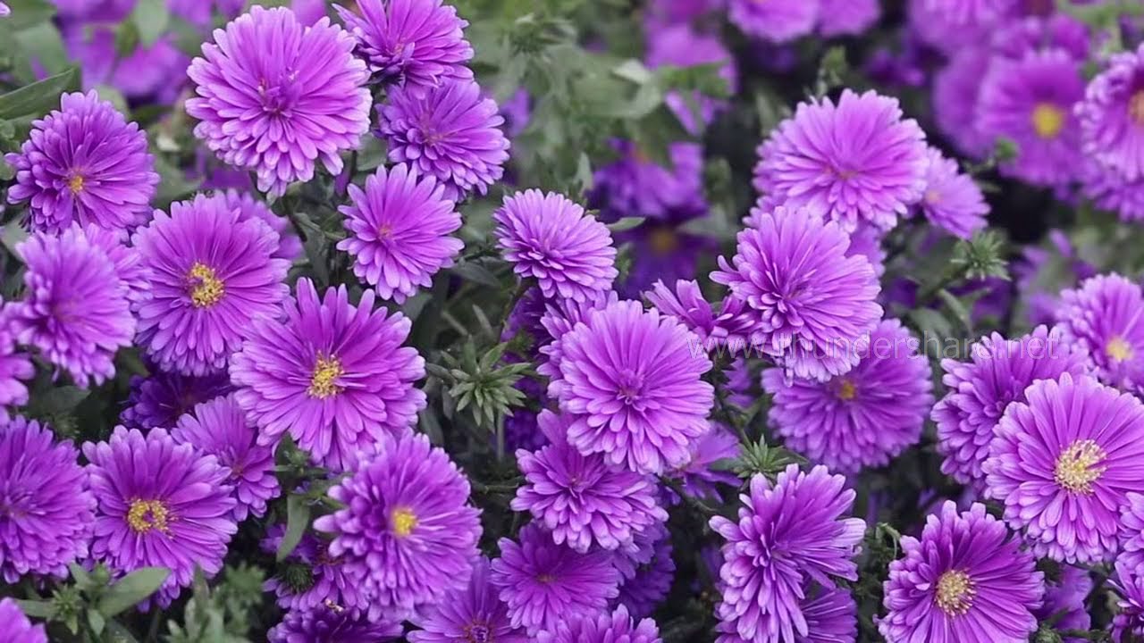 Best Flowers Collection - YouTube