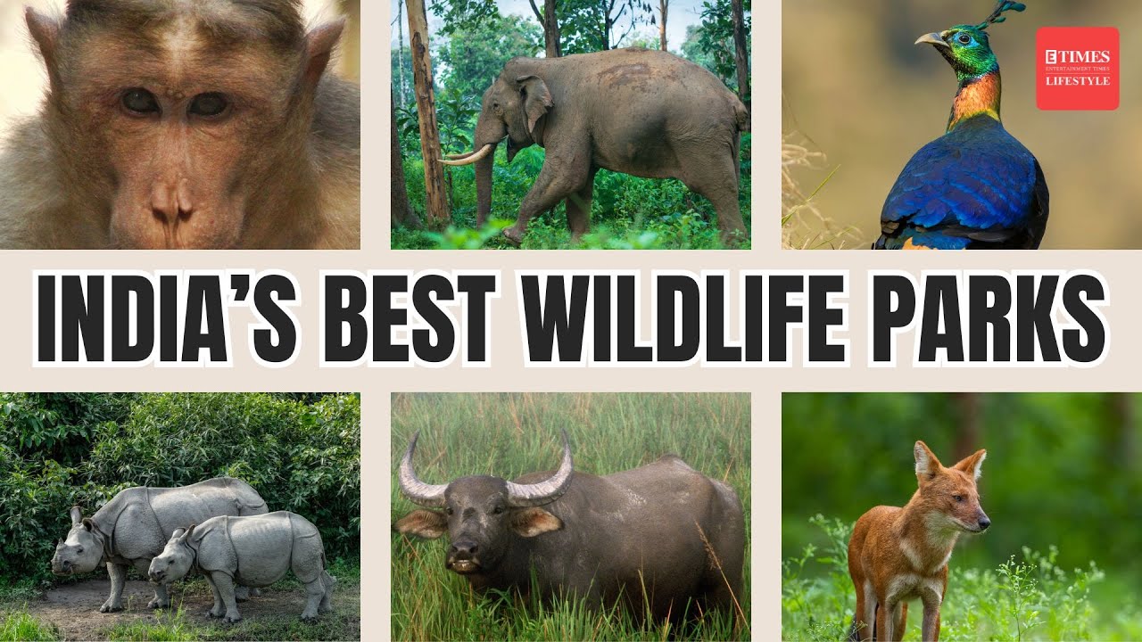 India's Wild Side! Top 10 Wildlife Parks You MUST VISIT To Experience Breathtaking Animal Life ...