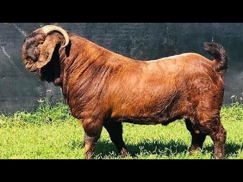 ☑️ Kalahari REDS GOAT FARM ( South African Origin ) Louis Jackman - YouTube