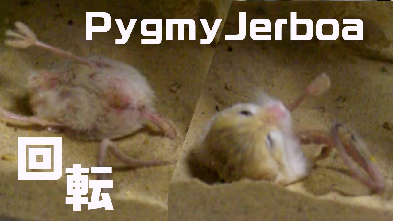 pygmy jerboa 回転毛繕い - YouTube