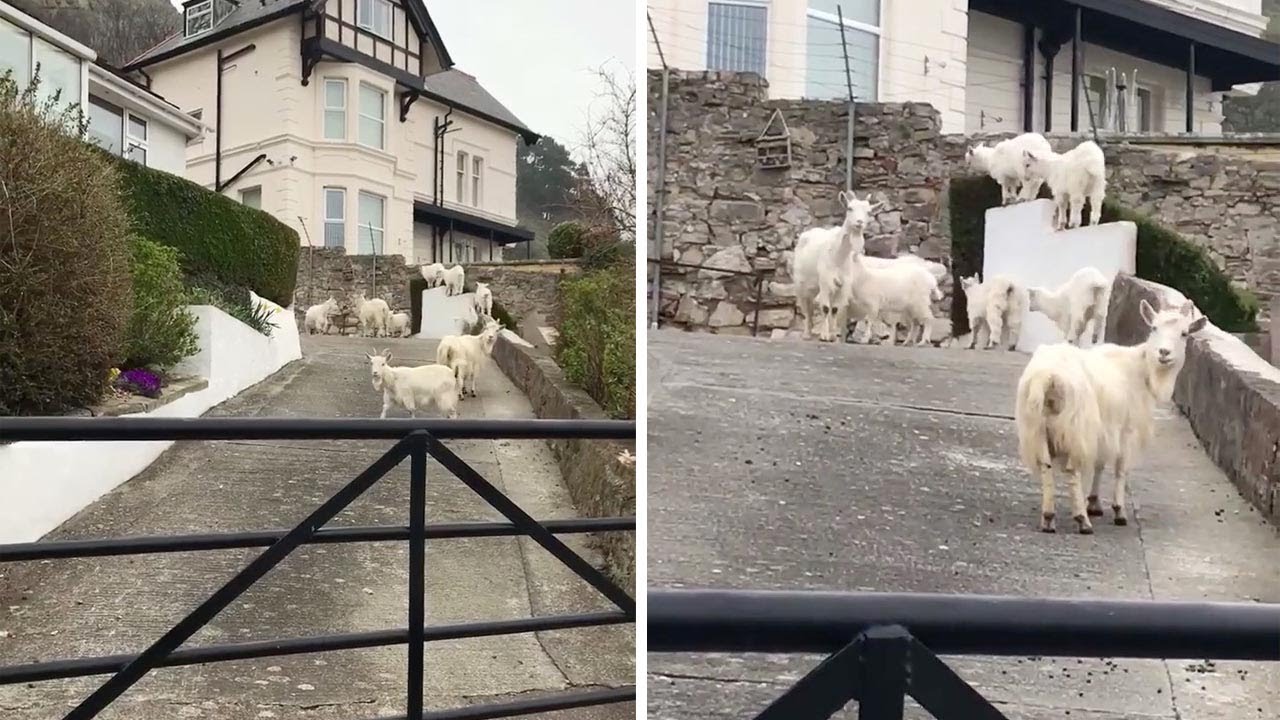 Goat Herd Overrun Quiet Welsh Town - YouTube