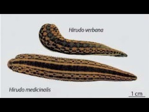 Biology of Leeches | Anatomy | - YouTube
