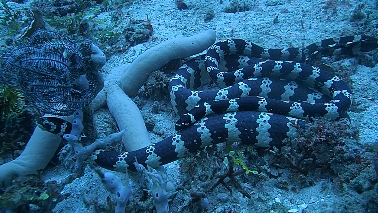 Sea snakes mating - Panglao Bohol - YouTube