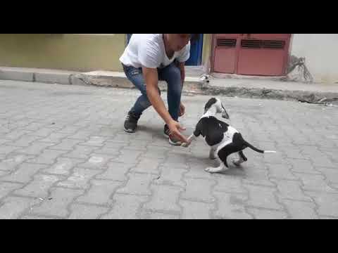 Sinirli Junior Staff