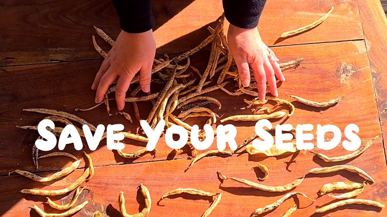 How to Save Your Seeds | The Permaculture Pantry - YouTube