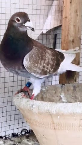 Red fox Racer pigeon long distance breeder male - YouTube