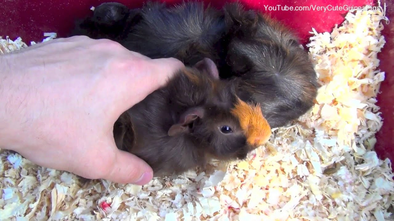 Cute Guinea Pigs Babies - Coco & Moco - YouTube