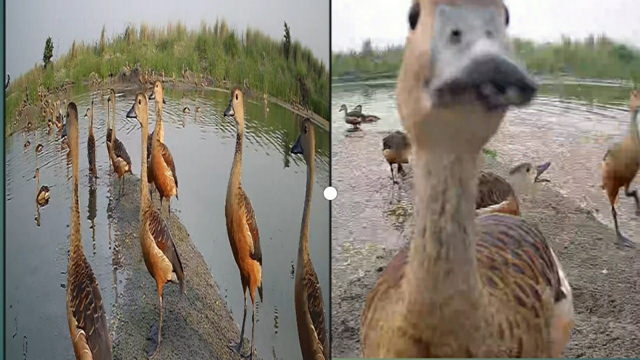 Birds, Jangli birds, jangli badak,Duck, jangli duck, - YouTube