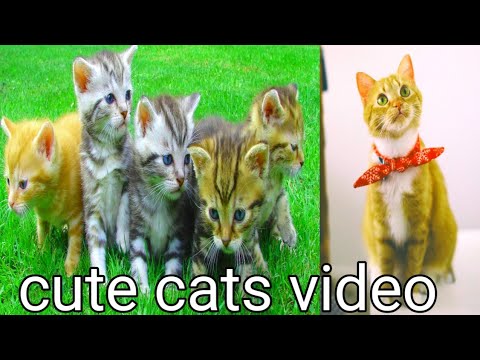 cute cat video cute cats videos cute cats animals videos animals videos ...